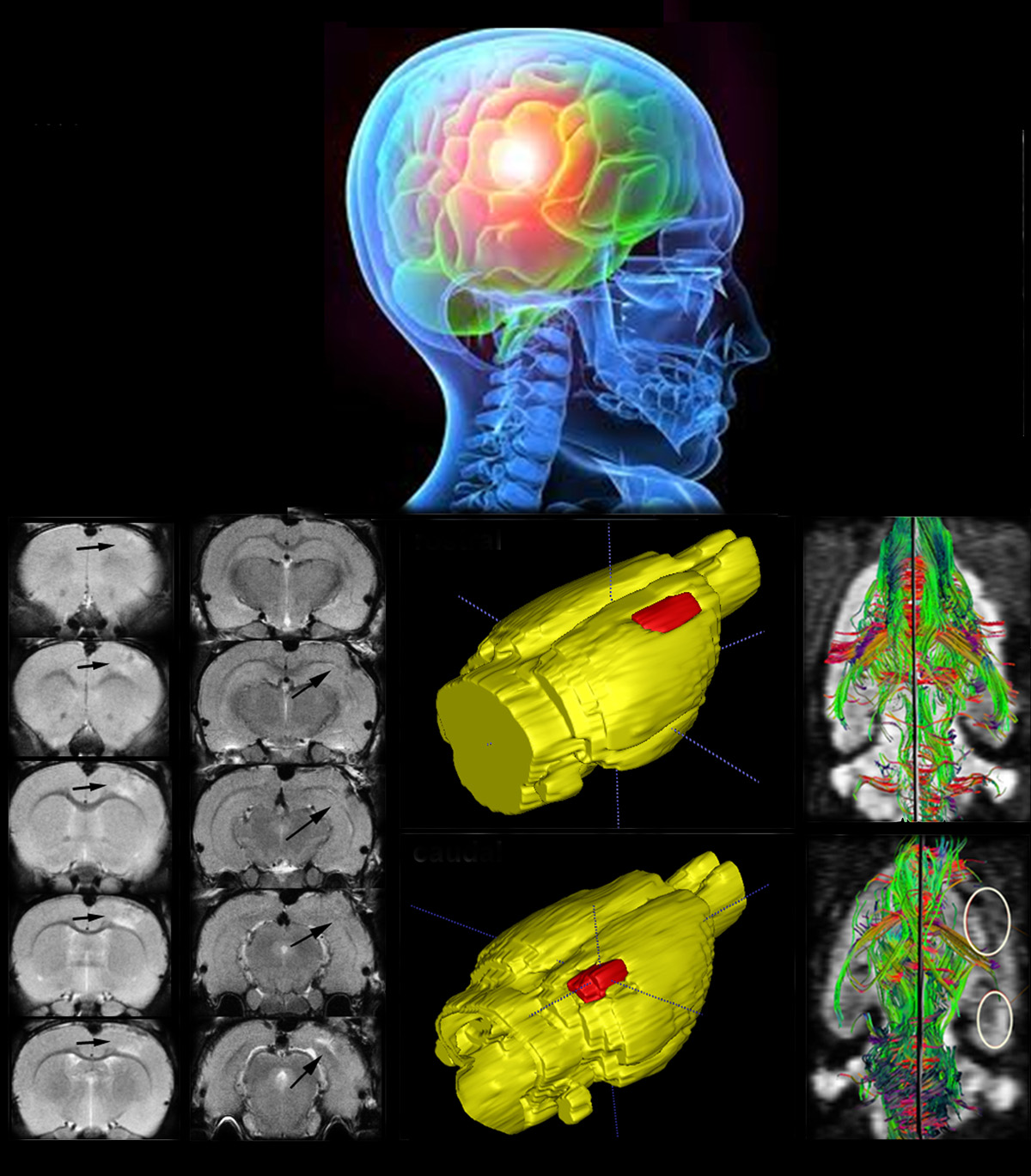 Preclinical Imaging for Drug Development - USA