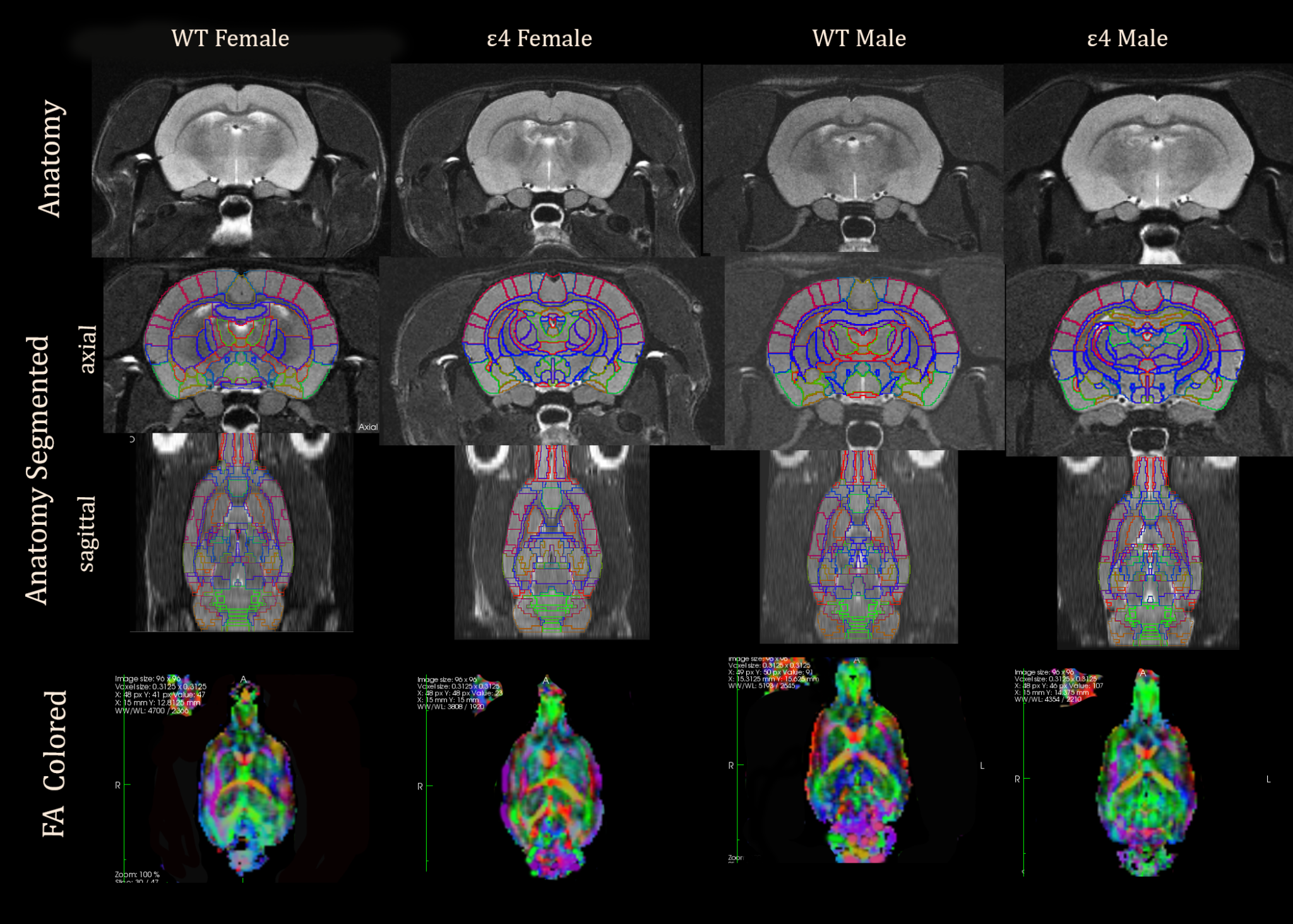 Preclinical Imaging for Drug Development - USA