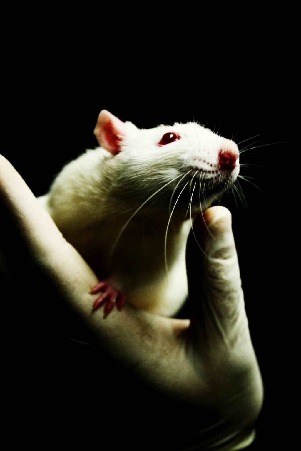Preclinical Imaging for Drug Development - USA